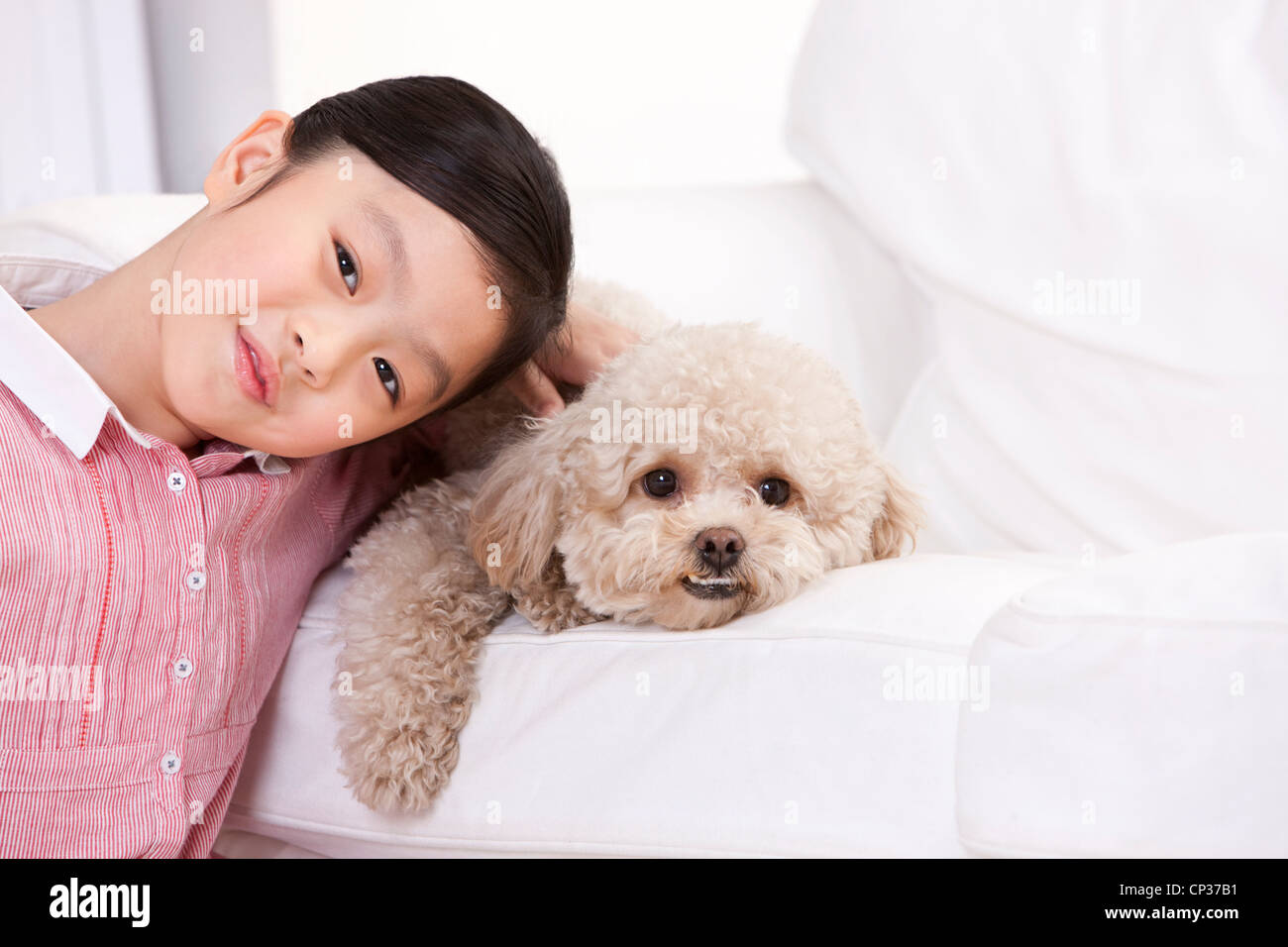 China beijing poodle hi-res stock photography and images - Alamy