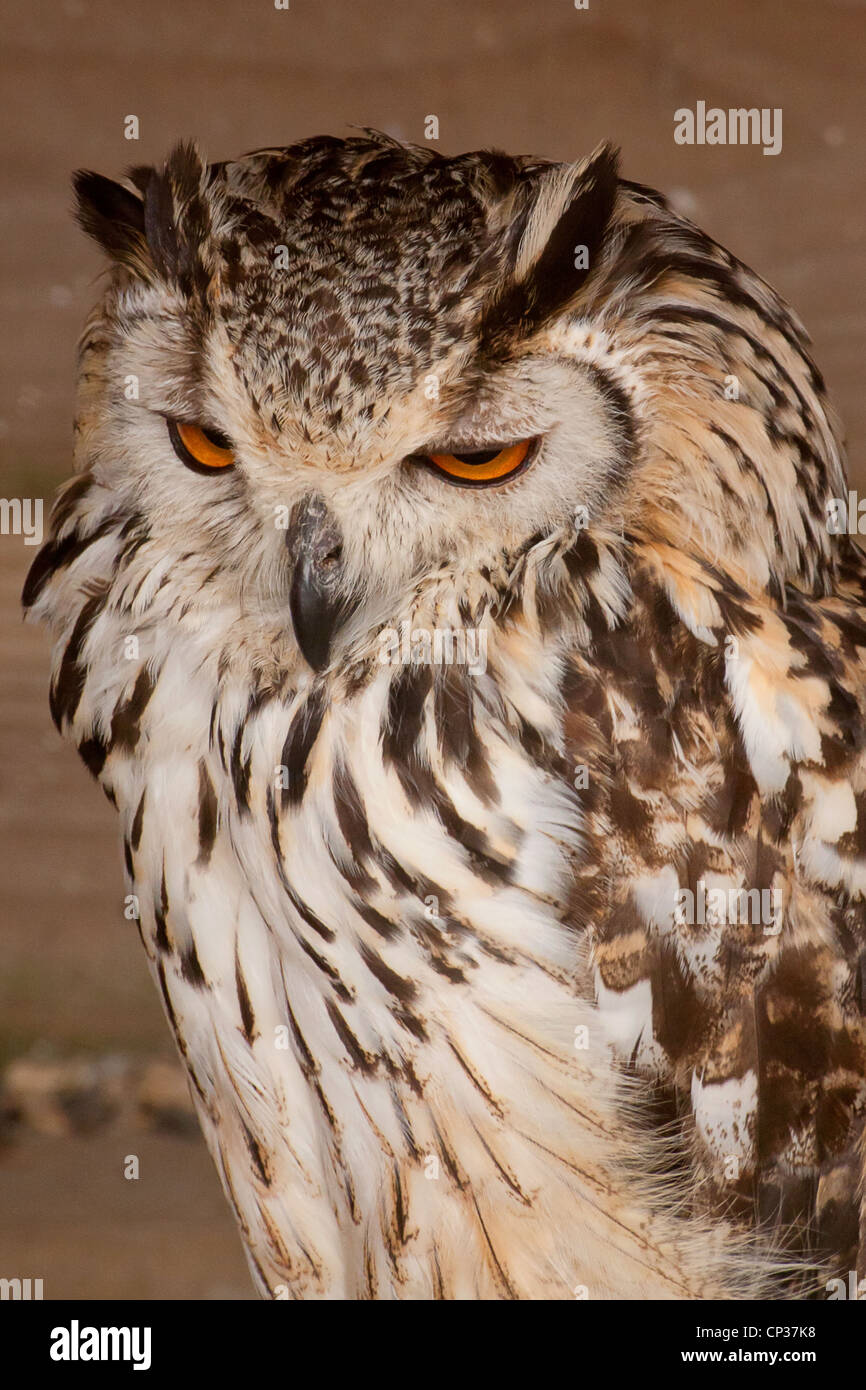 staring eagle owl Stock Photo - Alamy