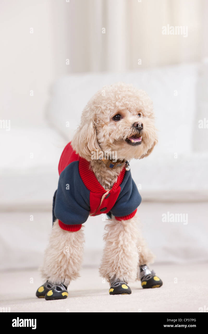 Close-up of a pet toy poodle Stock Photo - Alamy