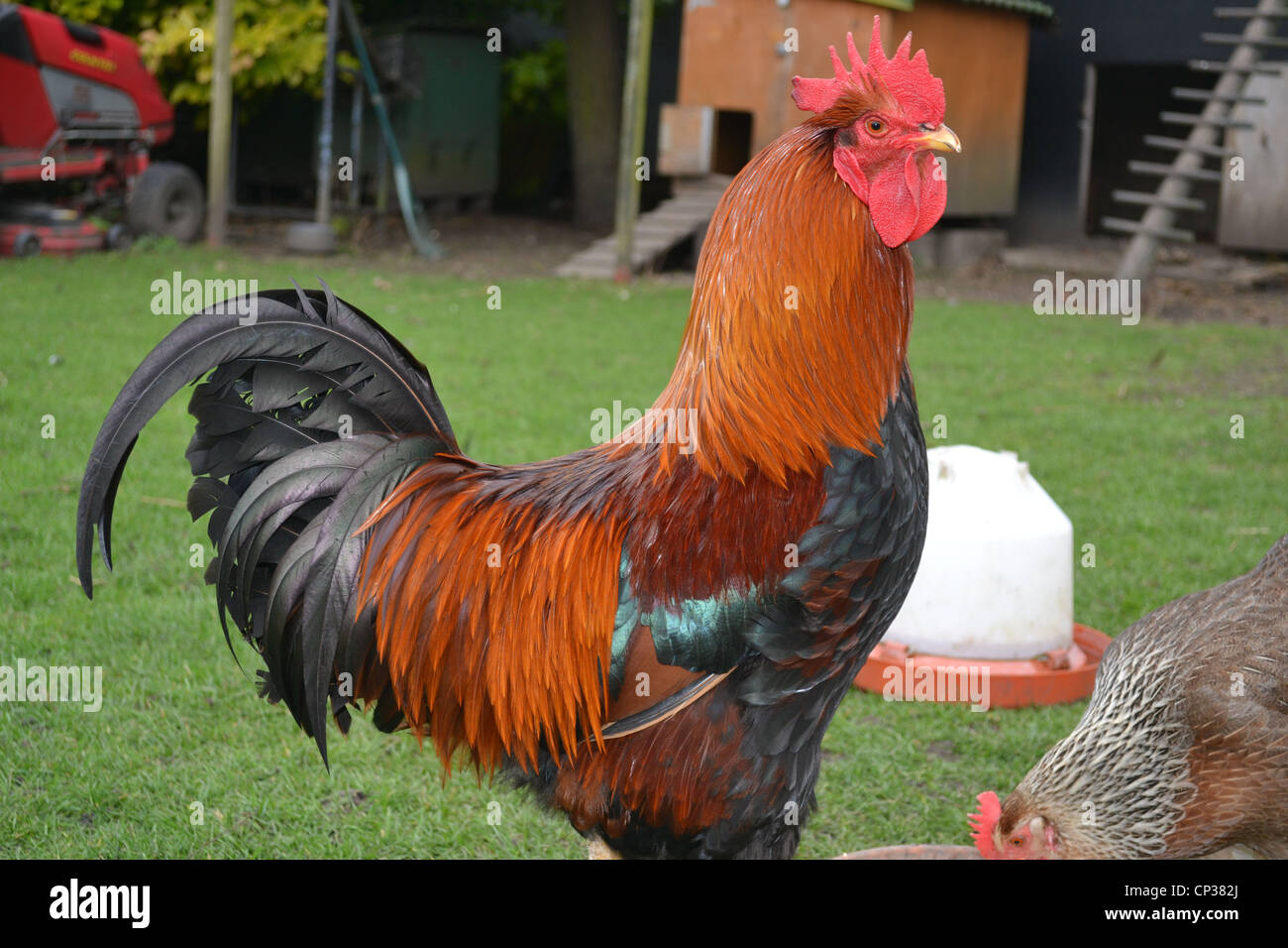 Partridge Welsummer cockerel in the garden Stock Photo - Alamy