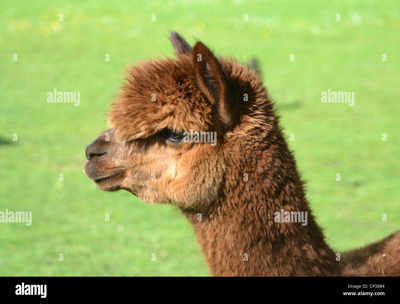 Mid brown male Alpaca Stock Photo - Alamy