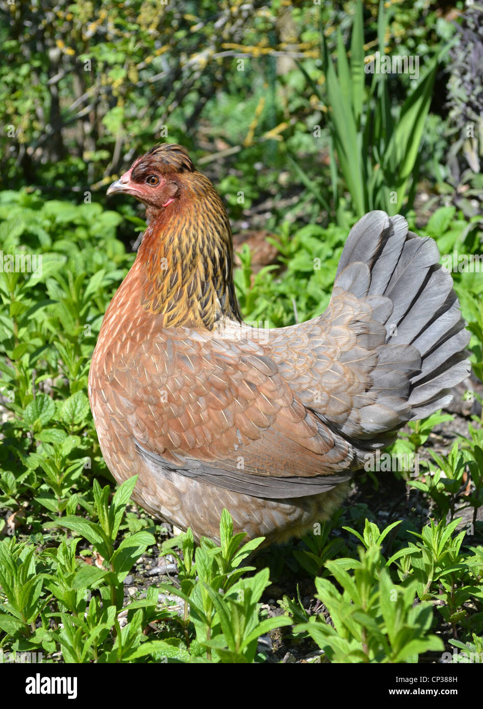 Welsummer/Araucana cross bantam hen in the herb garden Stock Photo - Alamy