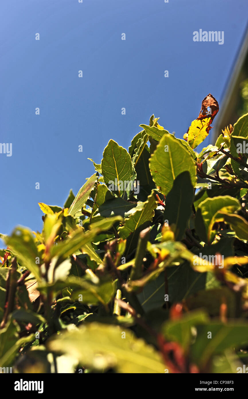 Bay leaf tree used in cooking Laurus nobilis Stock Photo - Alamy