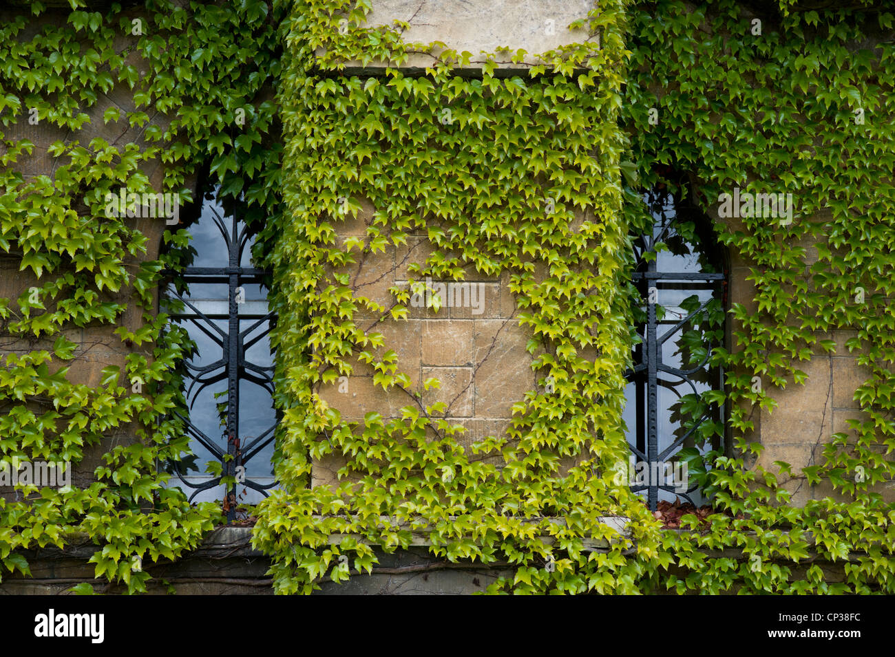 Creeper growing on glass hi-res stock photography and images - Alamy