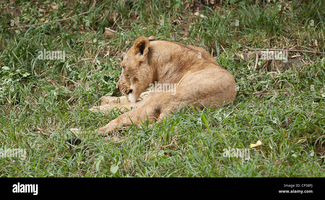 Rare lioness hi-res stock photography and images - Alamy