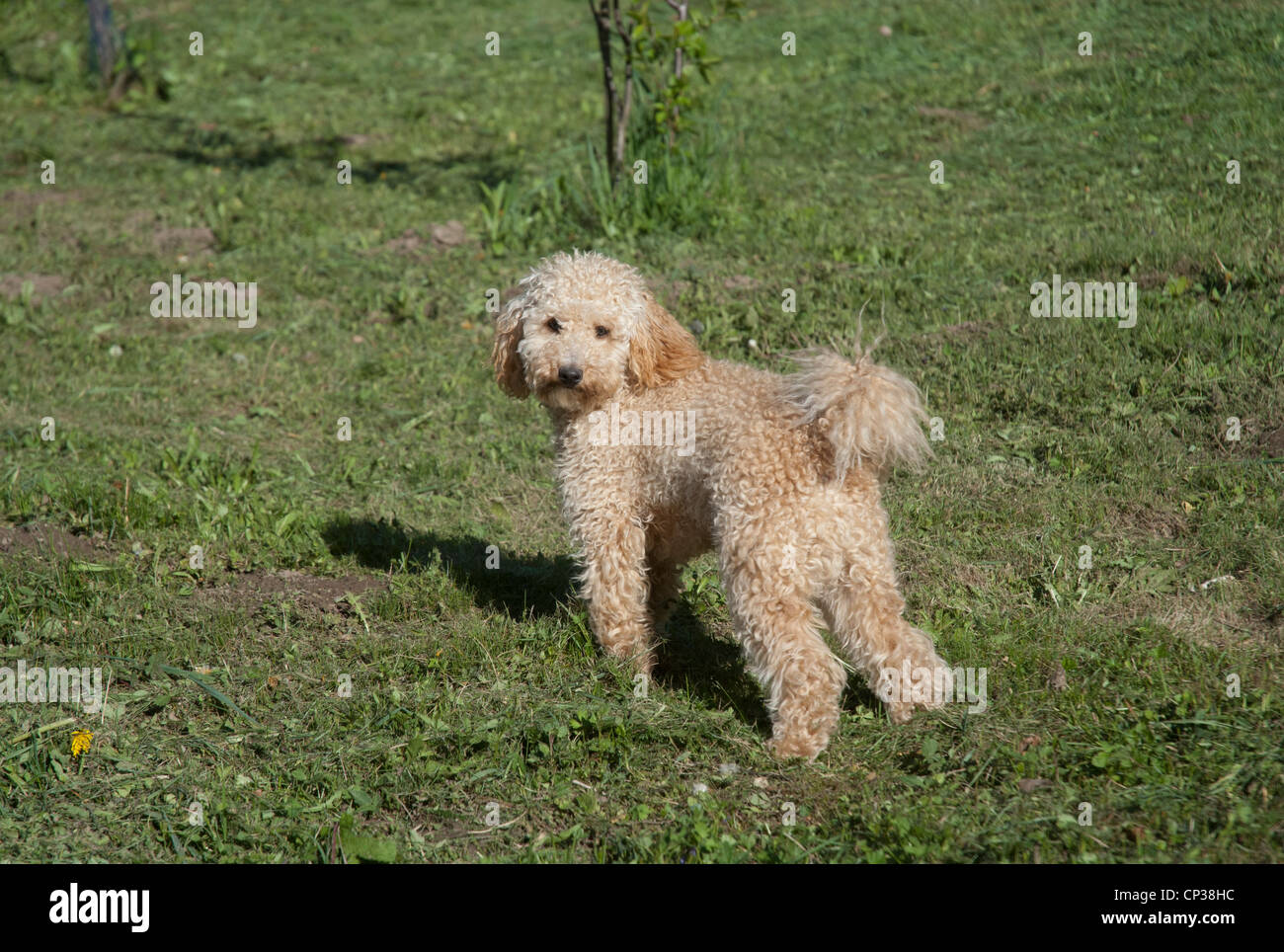 Red miniature poodle puppy hi-res stock photography and images - Alamy