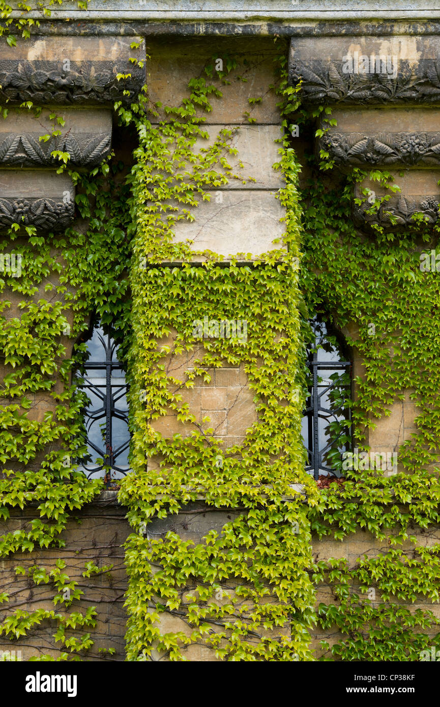 Ivy damage hi-res stock photography and images - Alamy