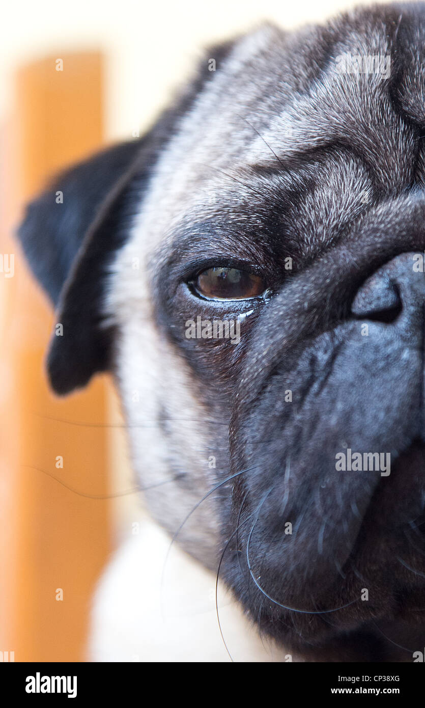 Dog Breed Pug Sitting Crying Vector Stock Vector (Royalty Free ...