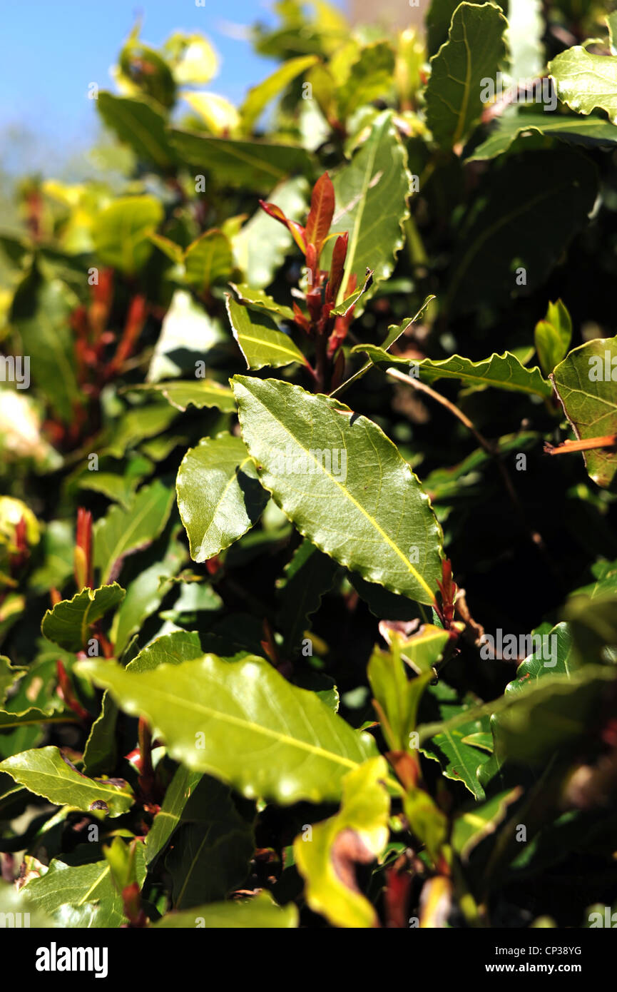 Bay leaf tree used in cooking Laurus nobilis Stock Photo - Alamy