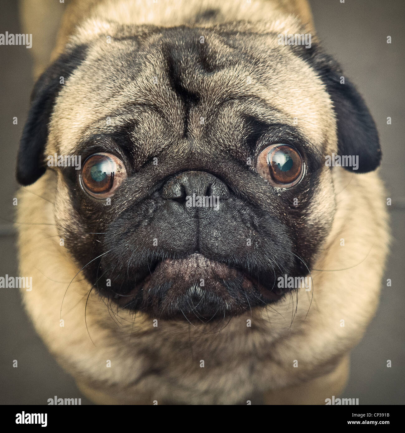 Pug dog portrait from overhead Stock Photo - Alamy