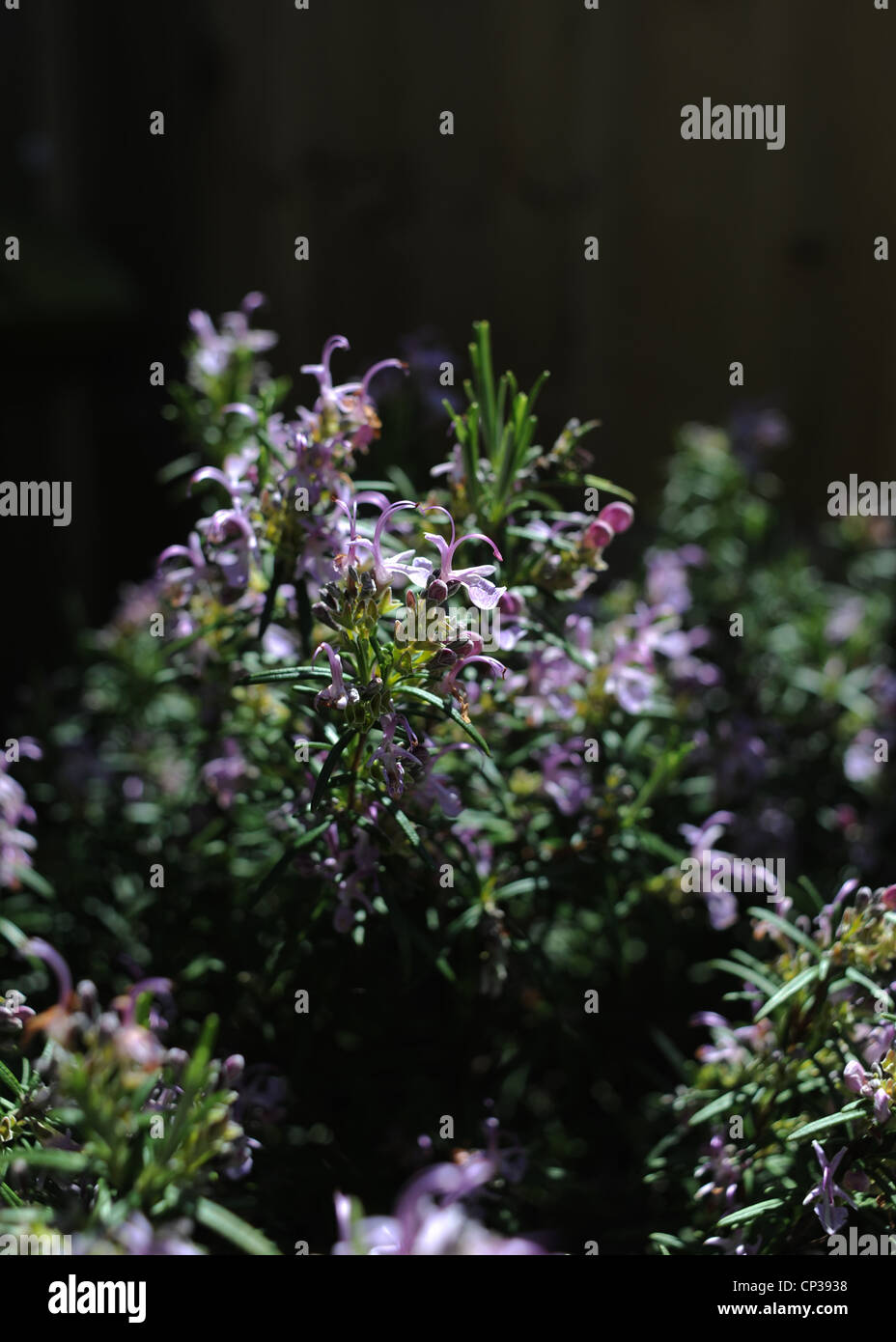 Rosemary herb plant in bloom in garden pot Rosmarinus officinalis Stock ...
