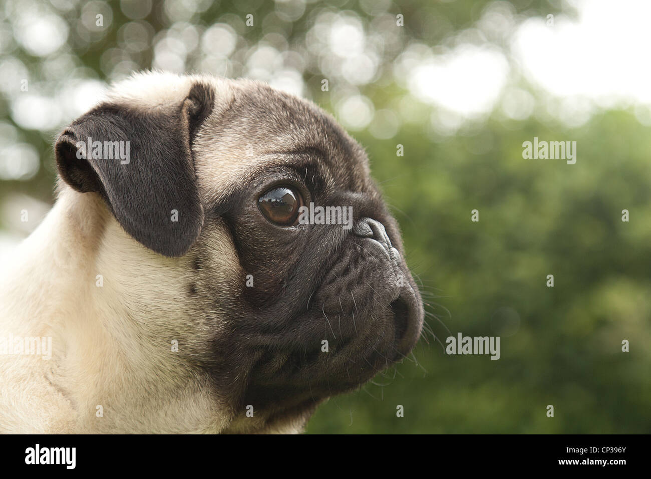 Dog looking right hi-res stock photography and images - Alamy