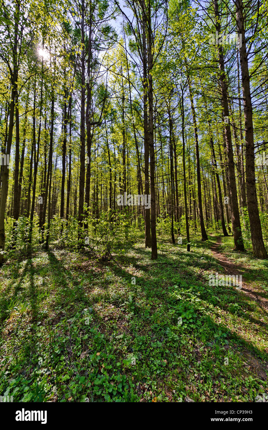 Spring forest with the sun shining through the trees Stock Photo - Alamy