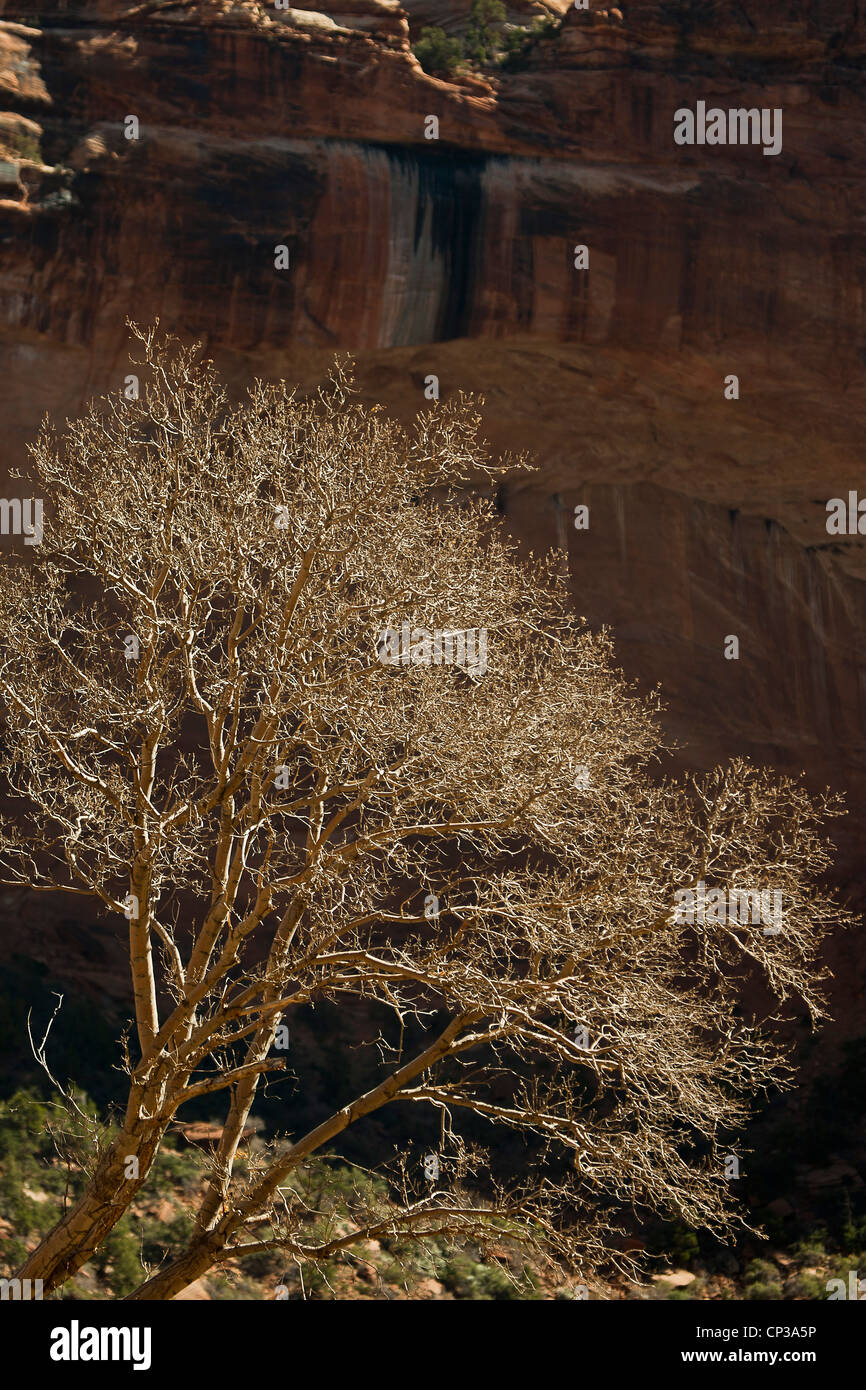 The red rock and colorful splendour of the Zion National Park near St ...