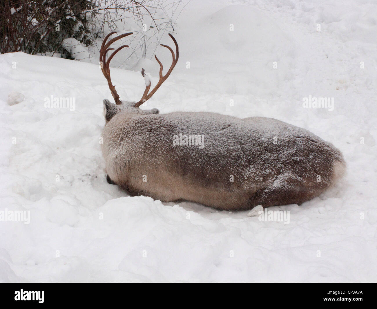 Reindeer resting in deep hi-res stock photography and images - Alamy