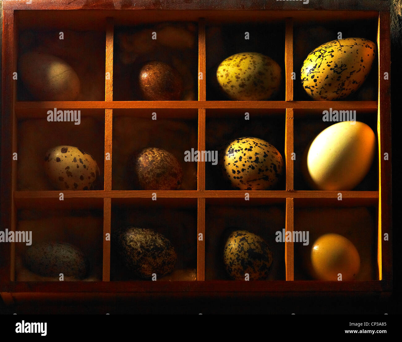 Collection bird eggs hi-res stock photography and images - Alamy