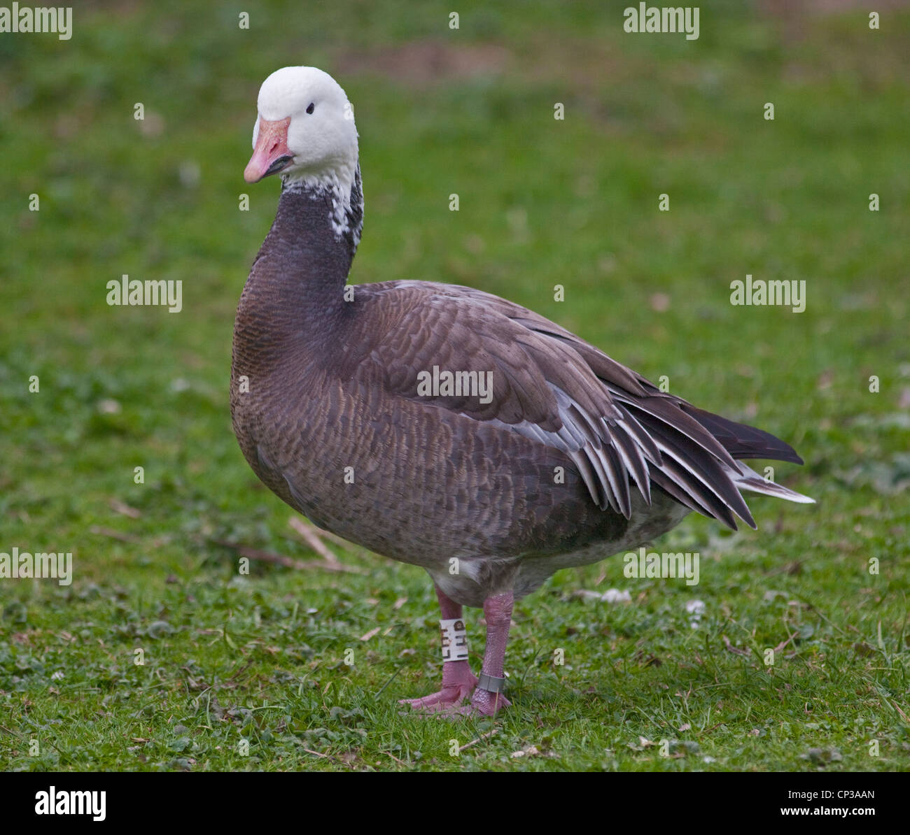 Lesser Snow Goose (chen caerulescens), UK Stock Photo - Alamy