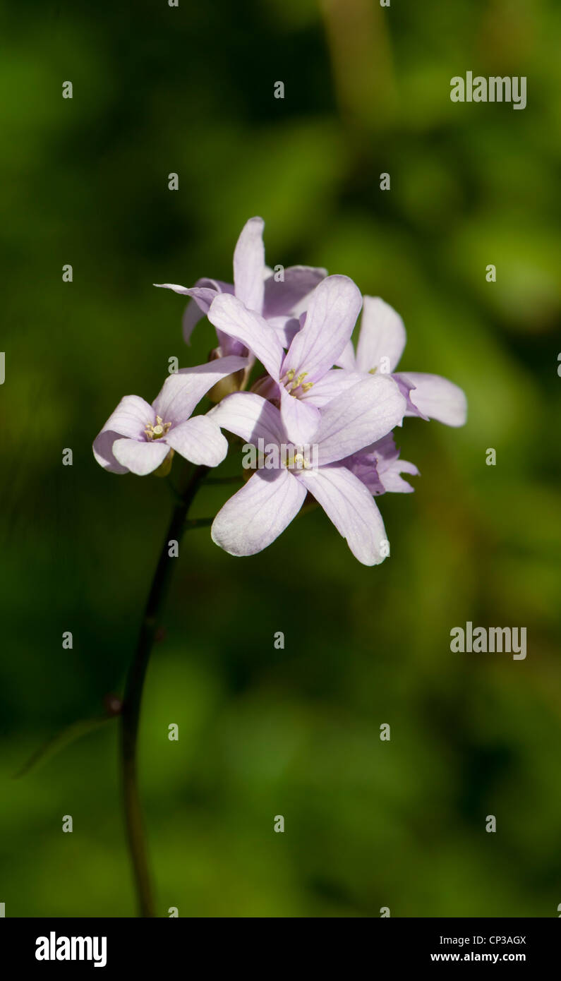 Coralroot, Cardamine bulbifera growing in deciduous woodland, surrey ...