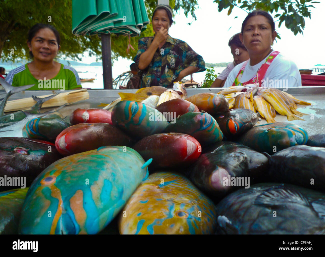 Islands of Thailand, the fish of the tropical Koh Samui Stock Photo - Alamy