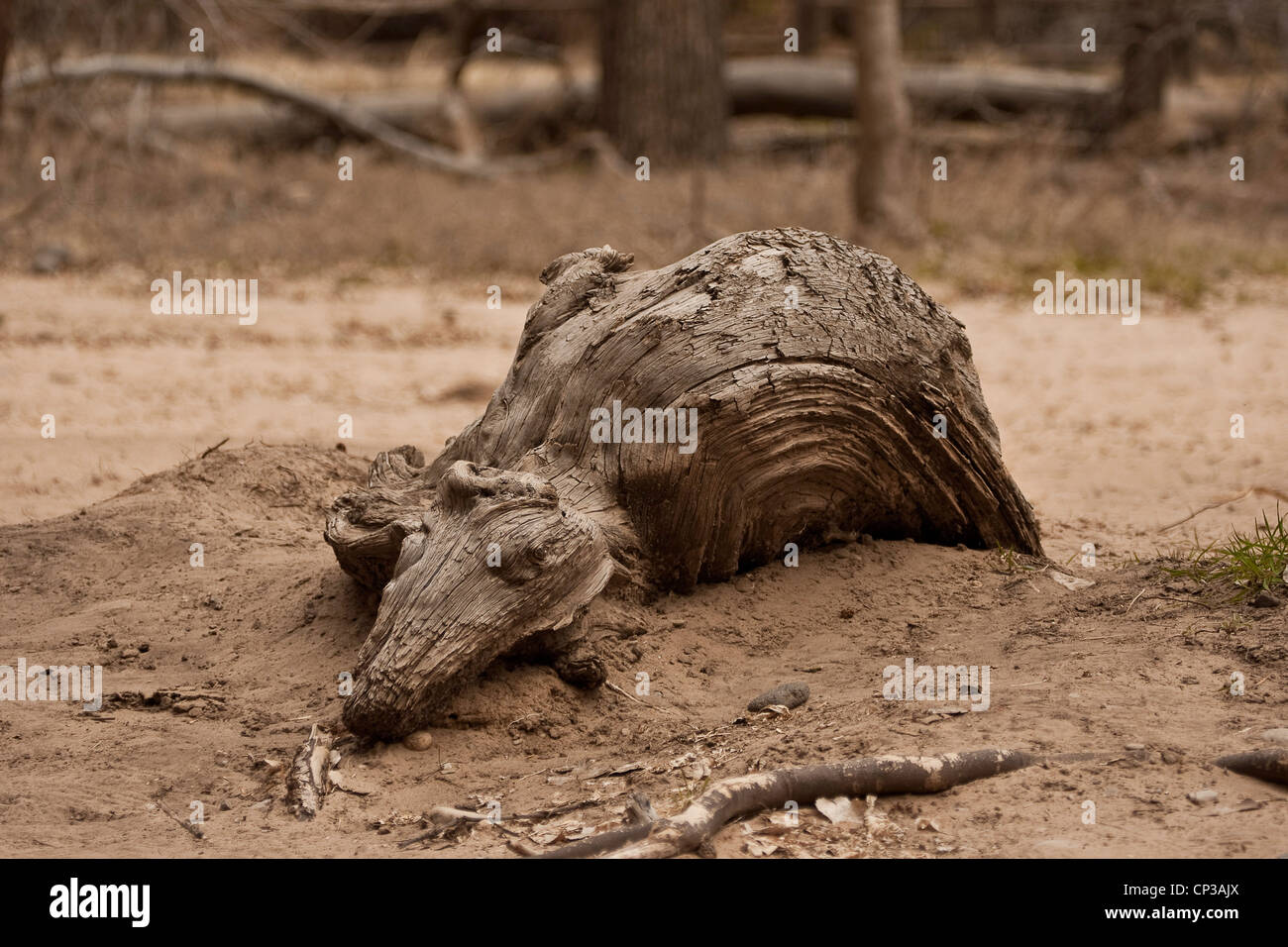 The red rock and colorful splendour of the Zion National Park near St ...