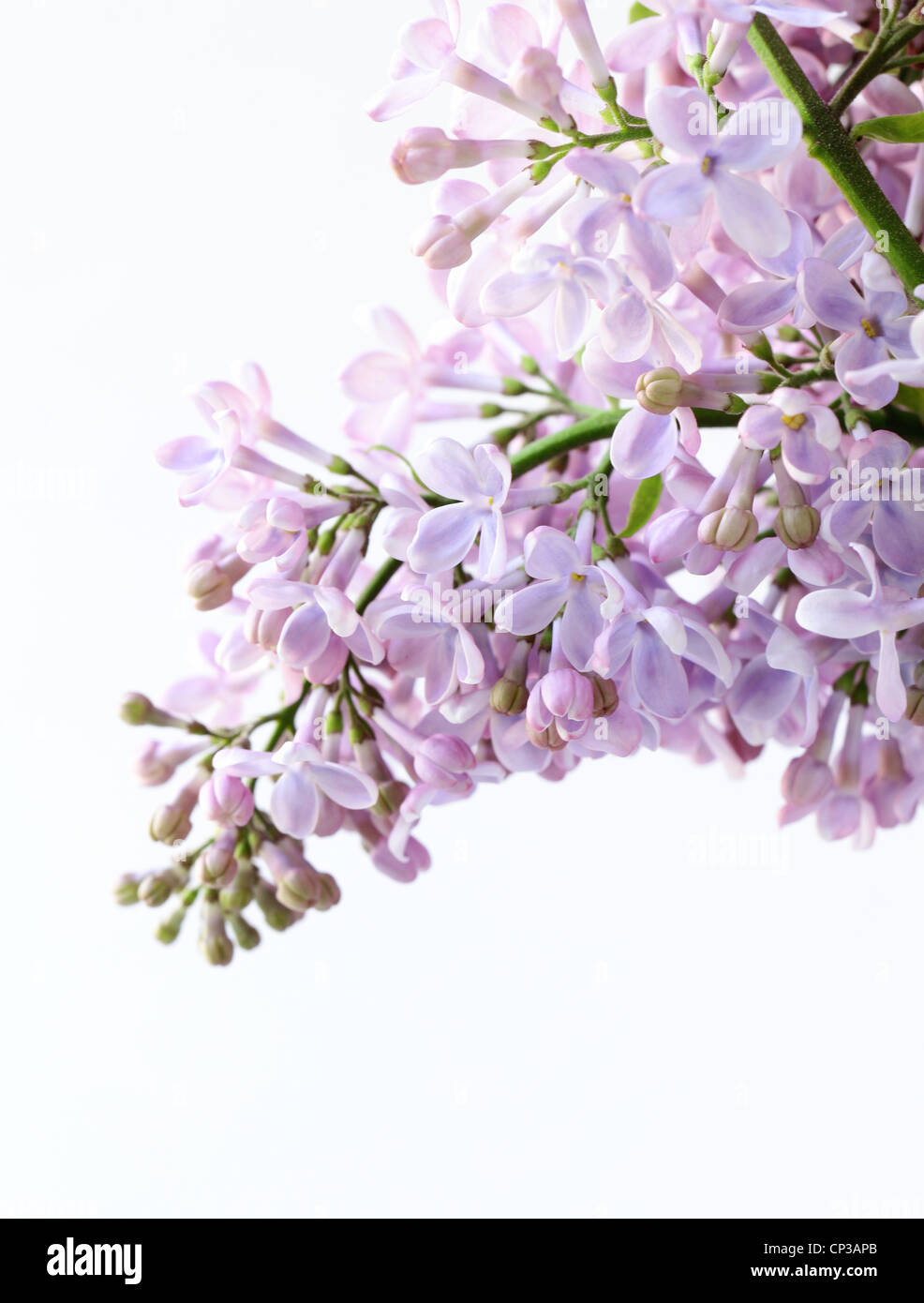 bunch of violet lilac flower Stock Photo - Alamy