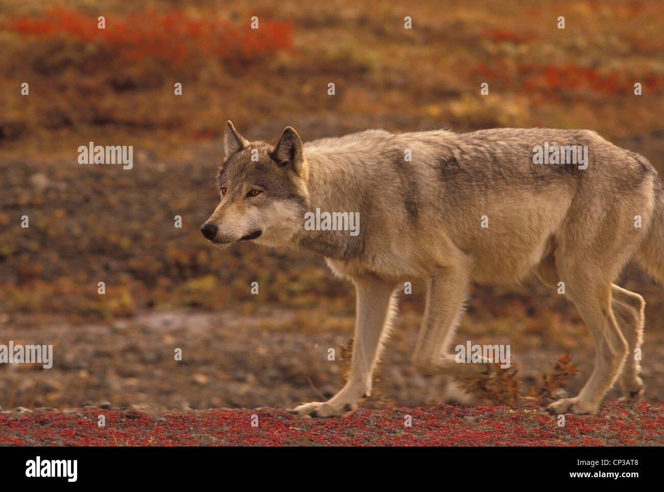 Grey Wolf (Canis lupus) can cover miles of tundra daily in search of ...