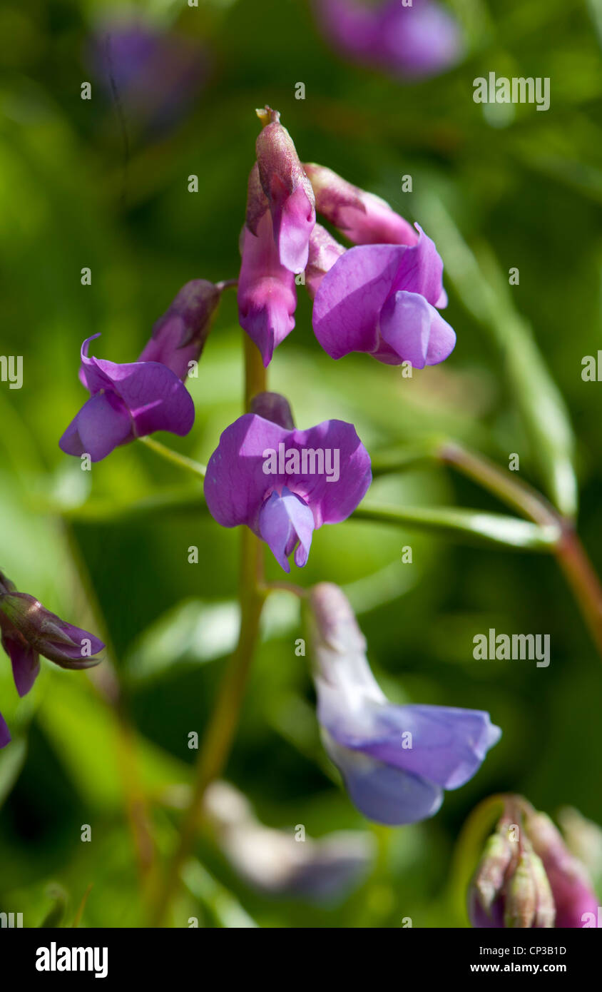 Spring Pea, Lathyrus vernus , growing in semi-shade in a Surrey ...