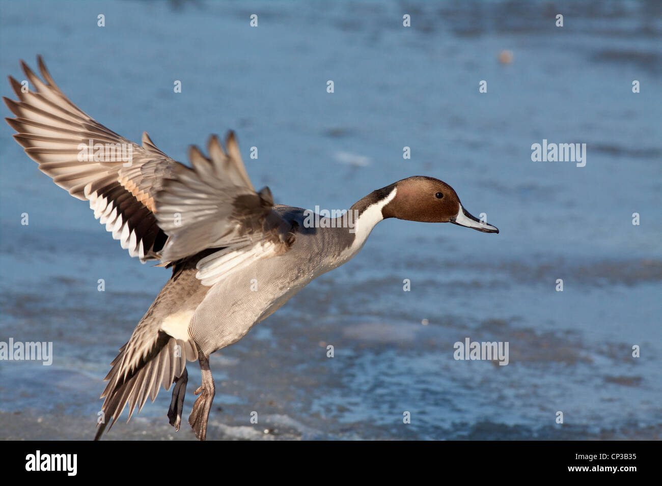 Northern pintail duck drake in flight over frozen lagoon-Victoria ...
