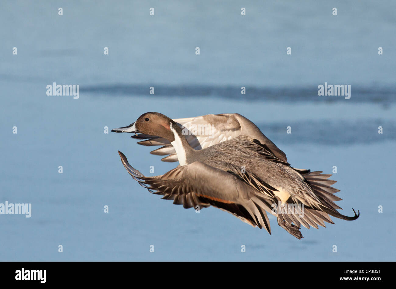 Northern pintail duck drake in flight over frozen lagoon-Victoria ...