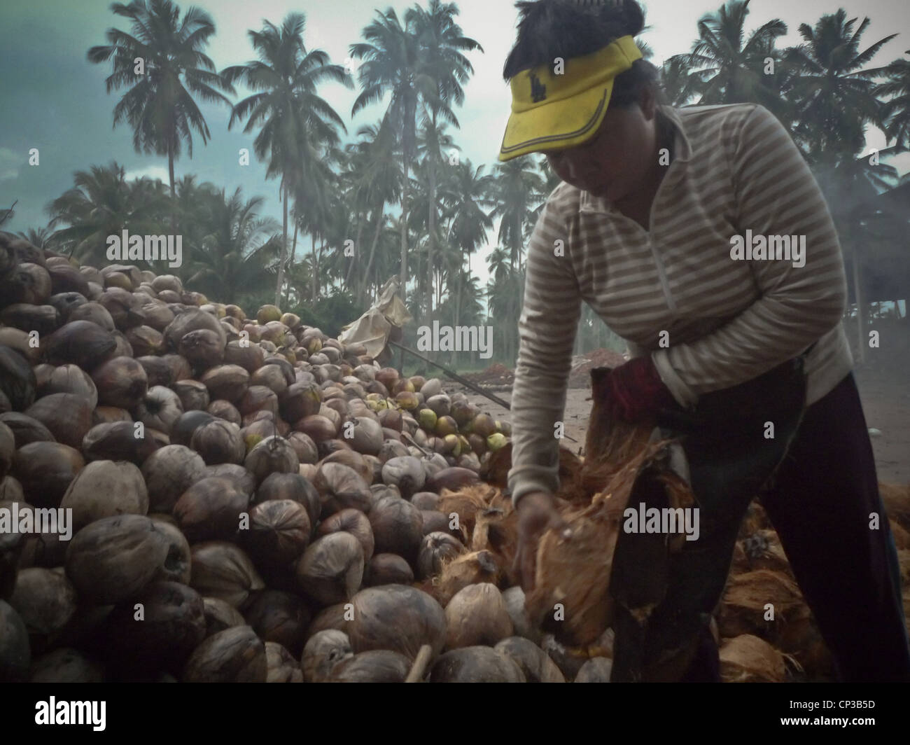 Cocotree hi-res stock photography and images - Alamy