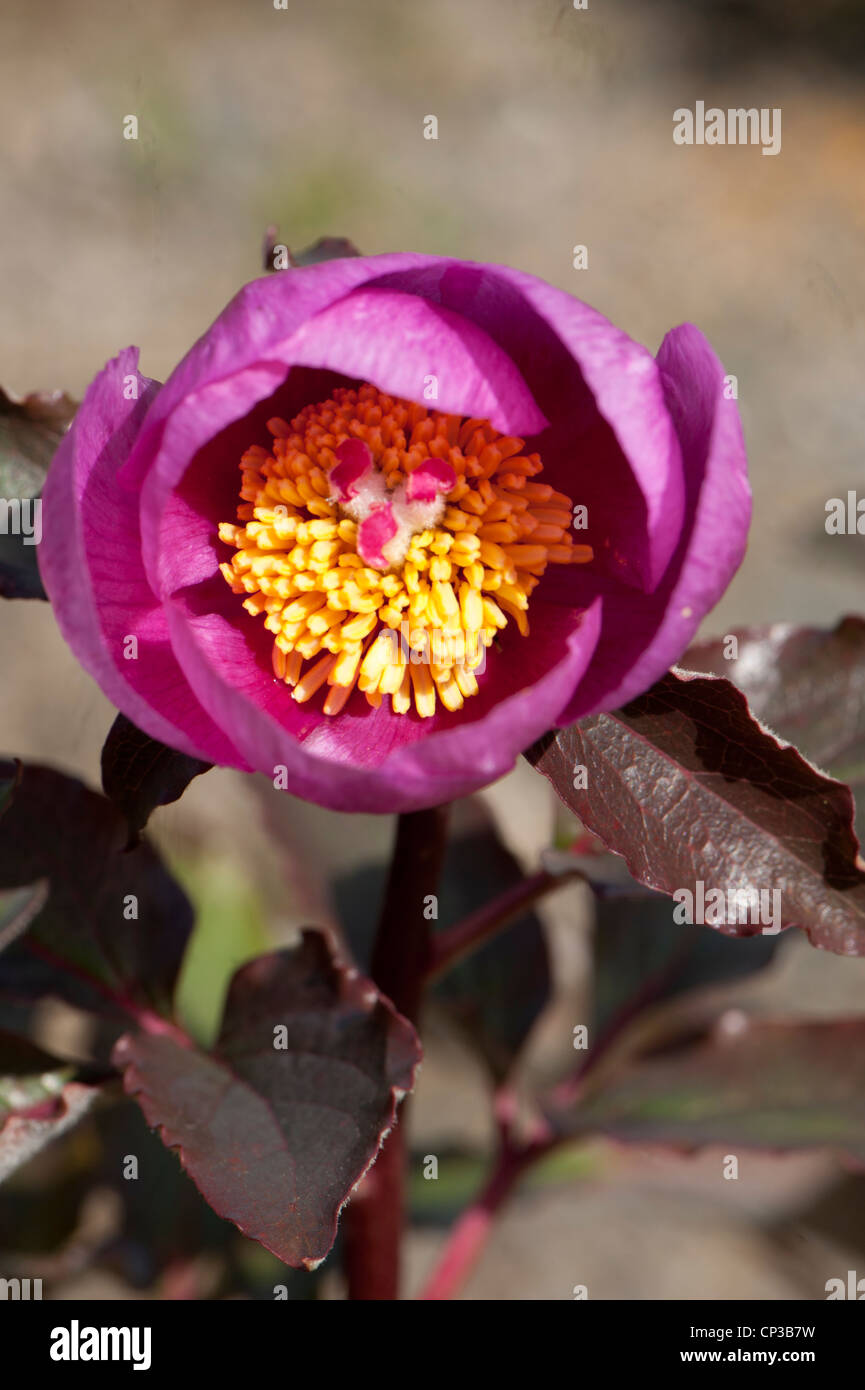 Flower of Wild Peony, Paeonia mascula growing in maquis, Ronda, Spain ...
