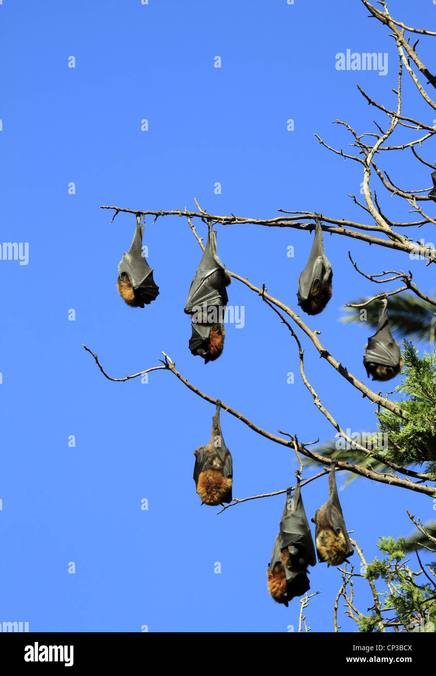 Fruit bats sleeping hi-res stock photography and images - Alamy