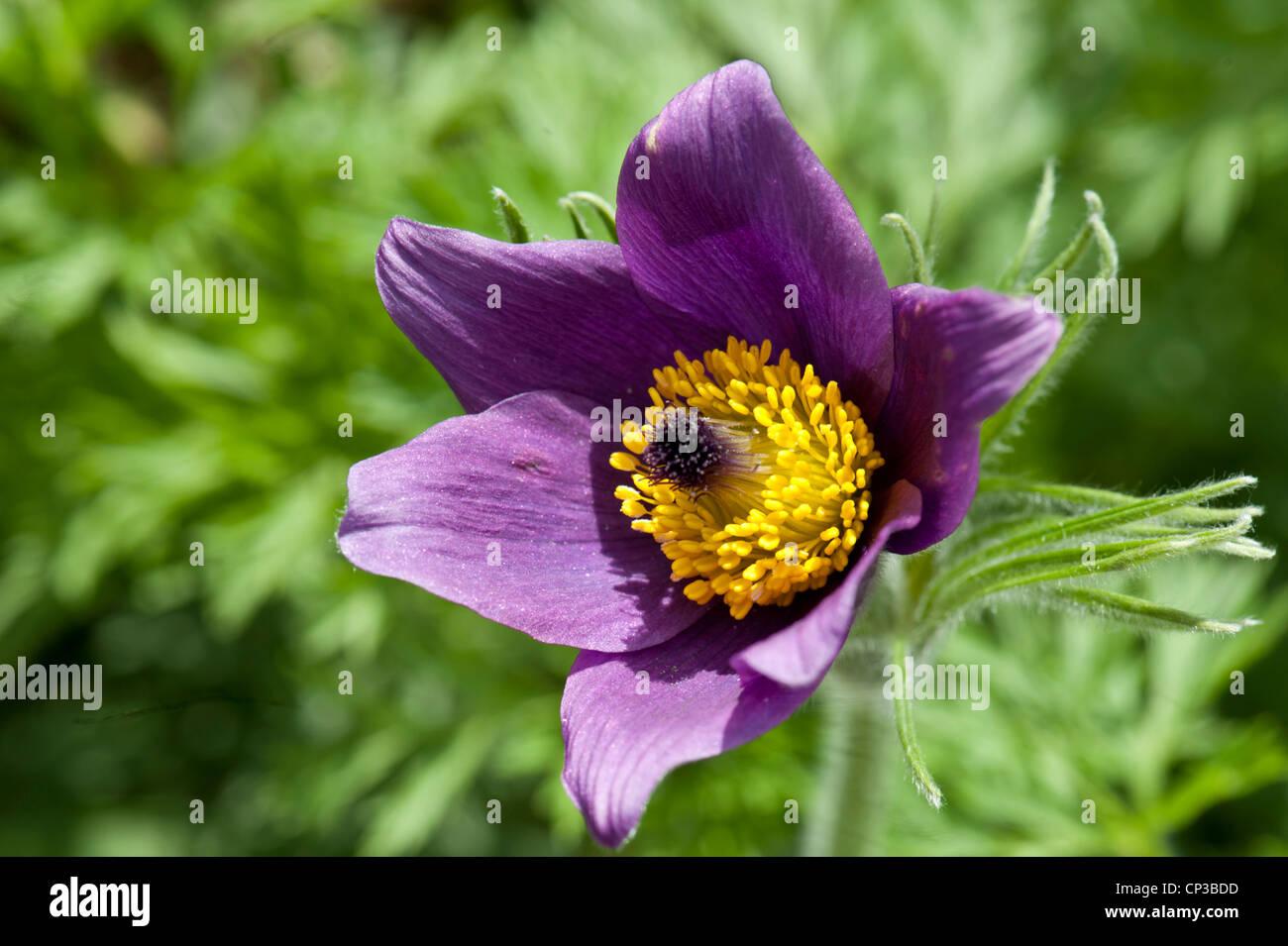 Pasque Flower, Pulsatilla vulgaris, flowering on limestone grassland ...