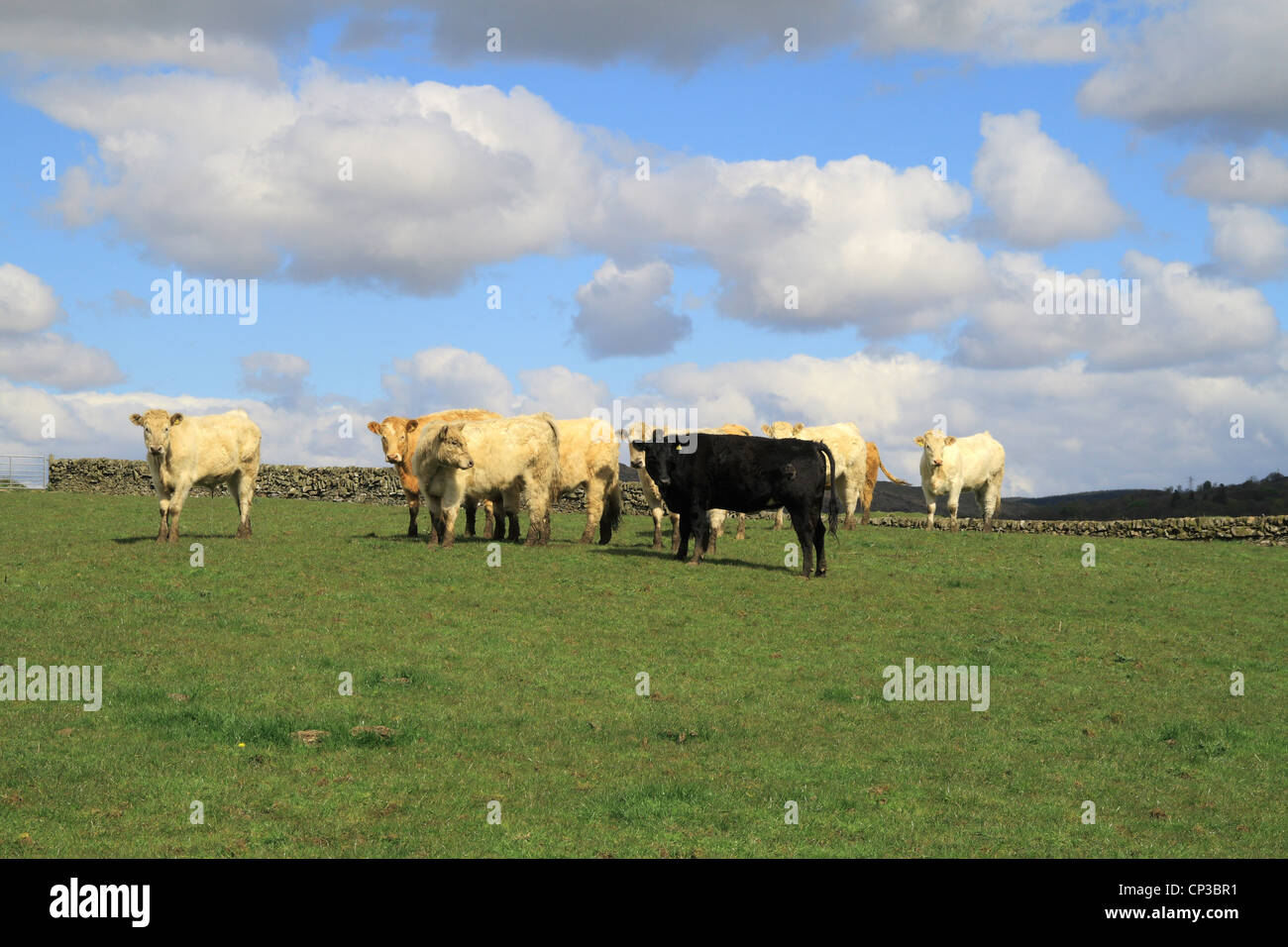 Steers scene hi-res stock photography and images - Alamy