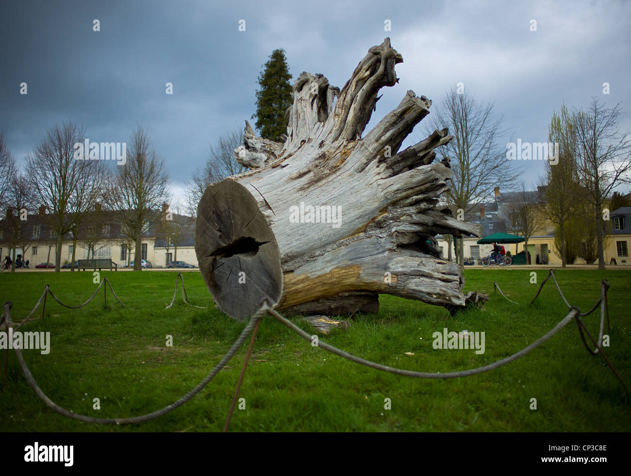 Remarkable trees of the park of Versailles. Strain of the oak of Marie ...