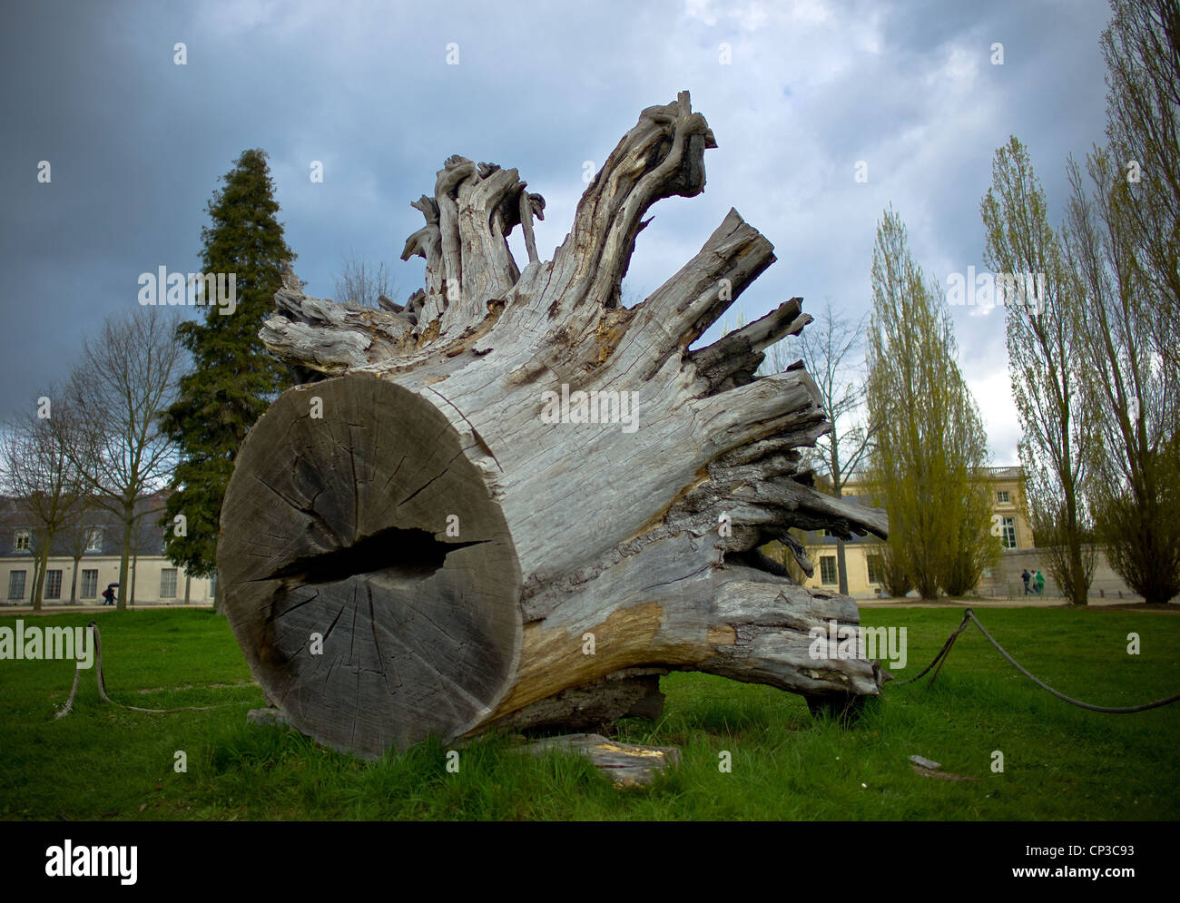 Remarkable trees of the park of Versailles. Strain of the oak of Marie ...