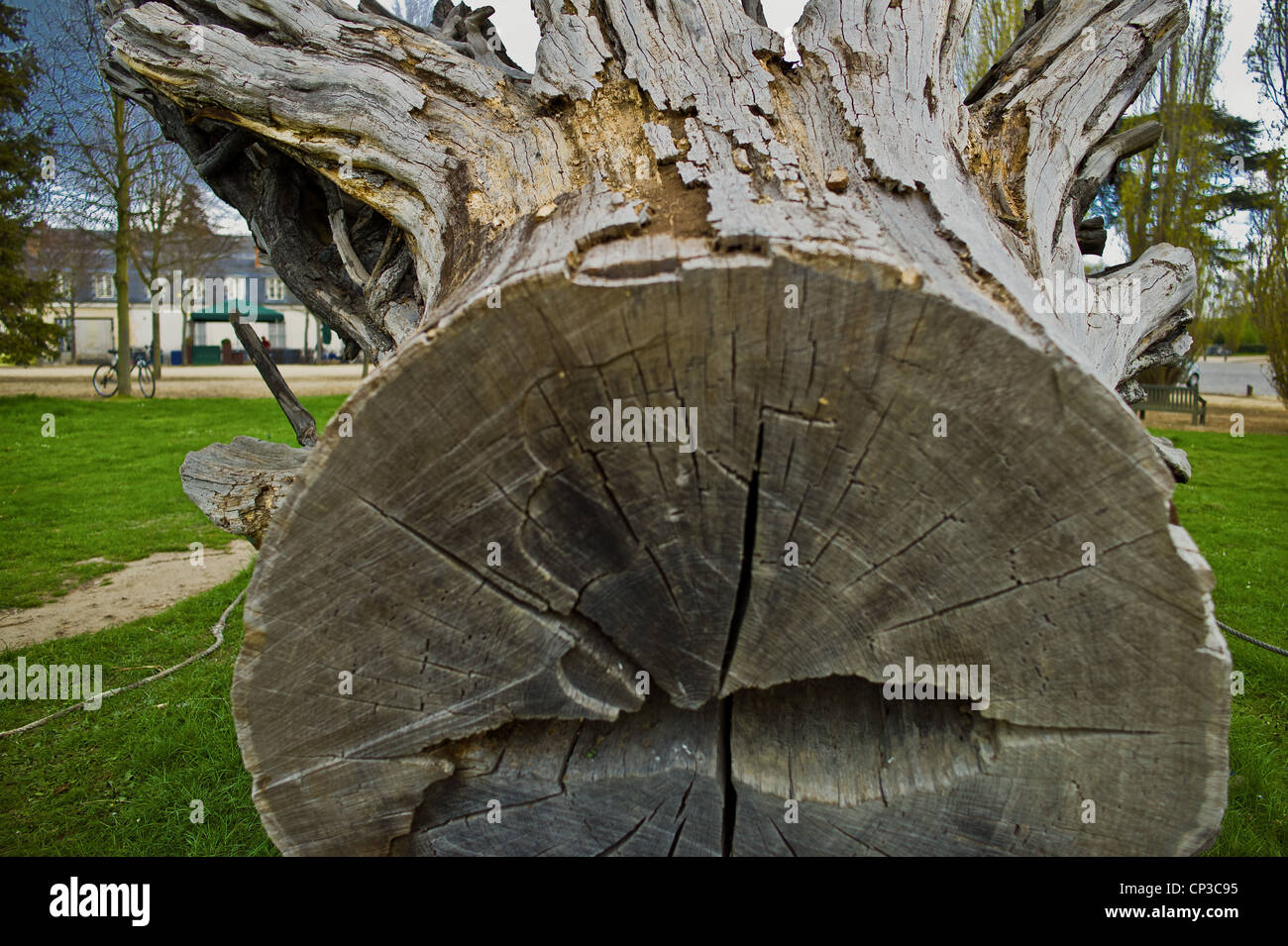 Remarkable trees of the park of Versailles. Strain of the oak of Marie ...