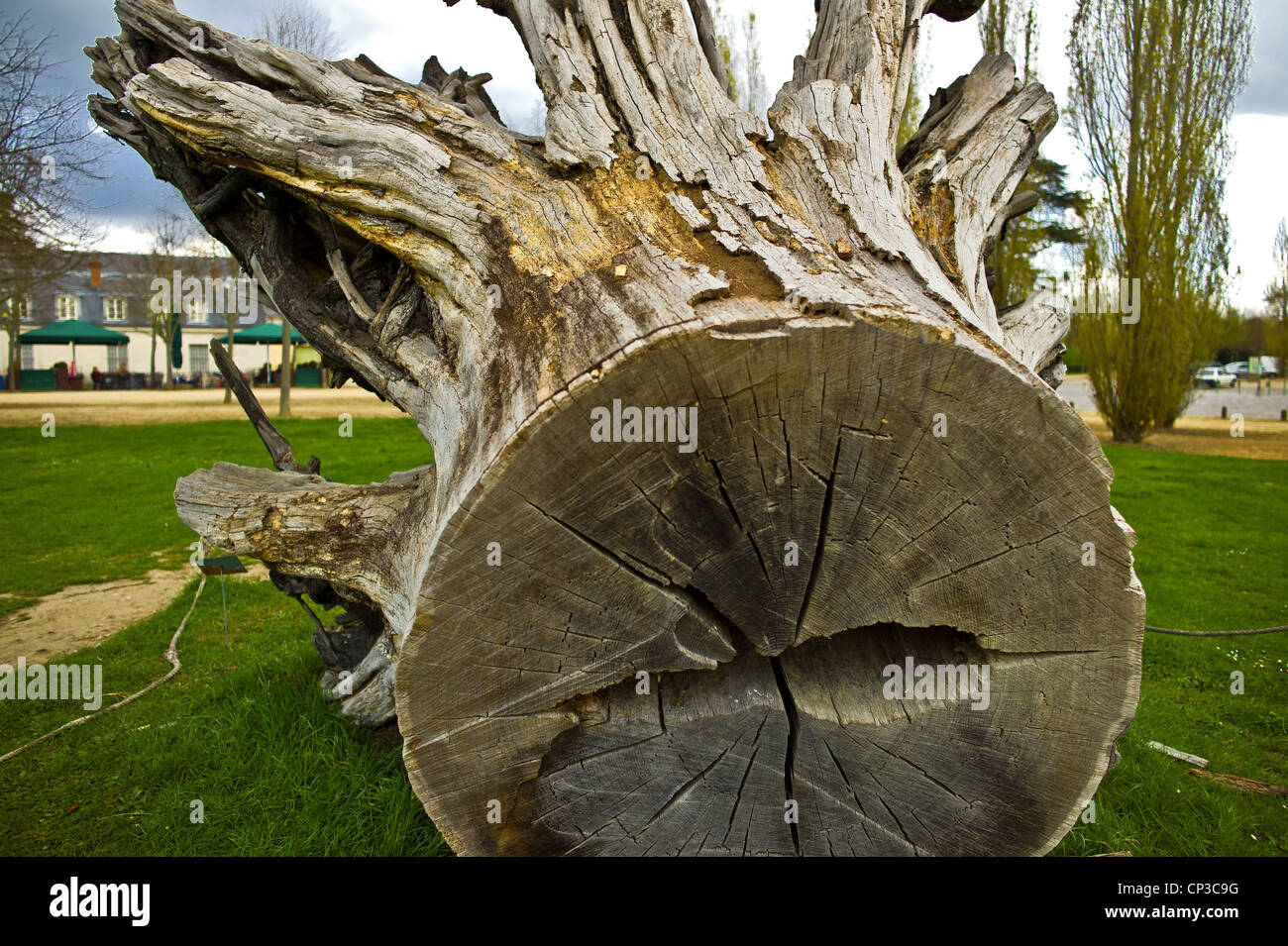 Remarkable trees of the park of Versailles. Strain of the oak of Marie ...