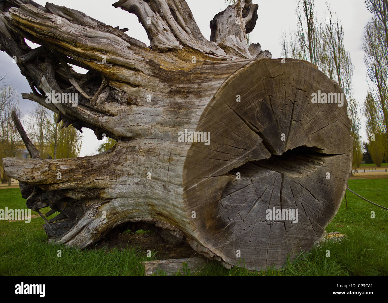 Remarkable trees of the park of Versailles. Strain of the oak of Marie ...