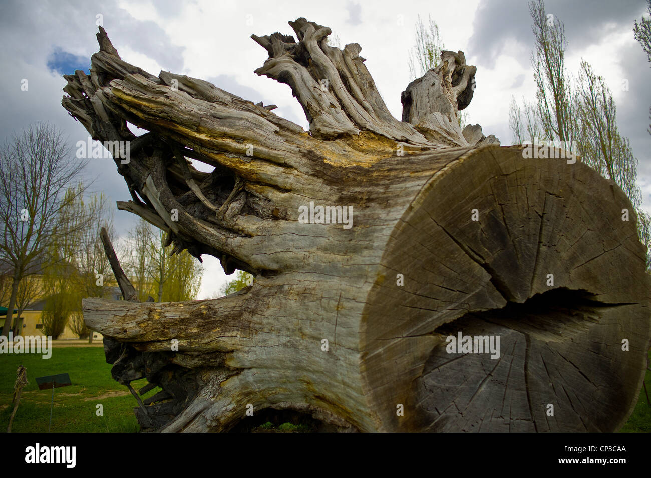 Remarkable trees of the park of Versailles. Strain of the oak of Marie ...