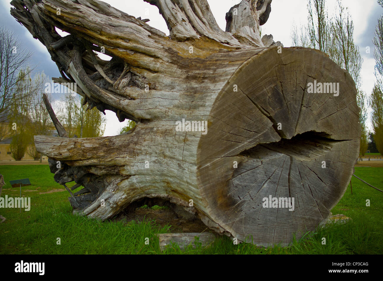 Remarkable trees of the park of Versailles. Strain of the oak of Marie ...