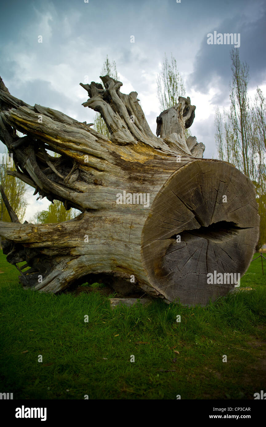 Remarkable trees of the park of Versailles. Strain of the oak of Marie ...