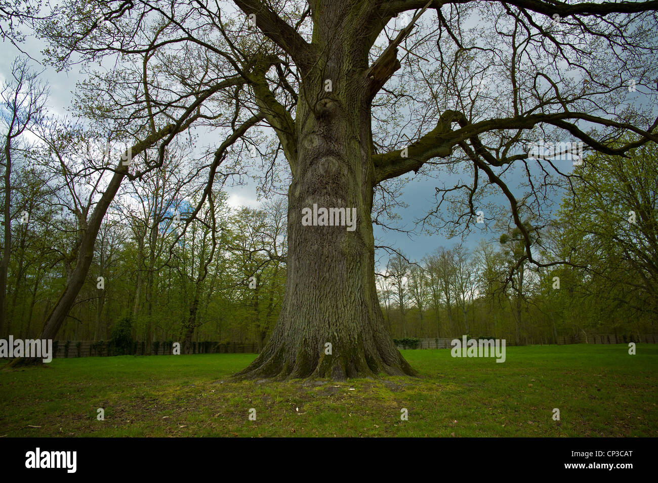 Remarkable trees of the park of Versailles. Spirit of Spring. , A ...