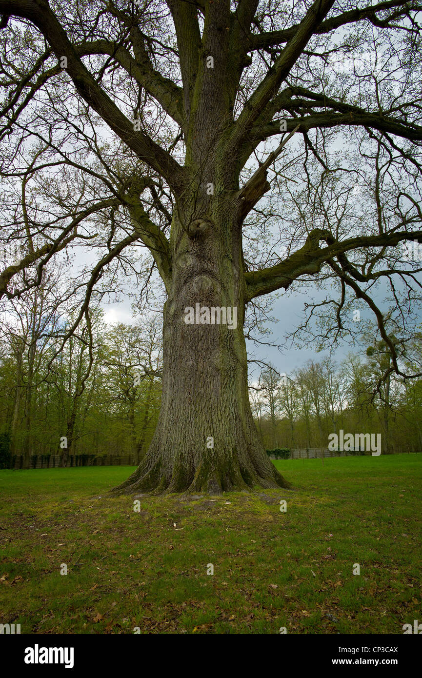 Remarkable trees of the park of Versailles. Spirit of Spring. , A ...