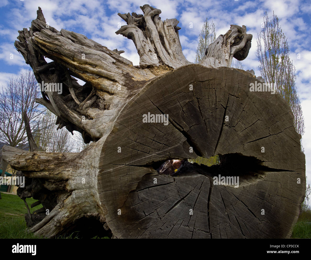 Remarkable trees of the park of Versailles. Strain of the oak of Marie ...