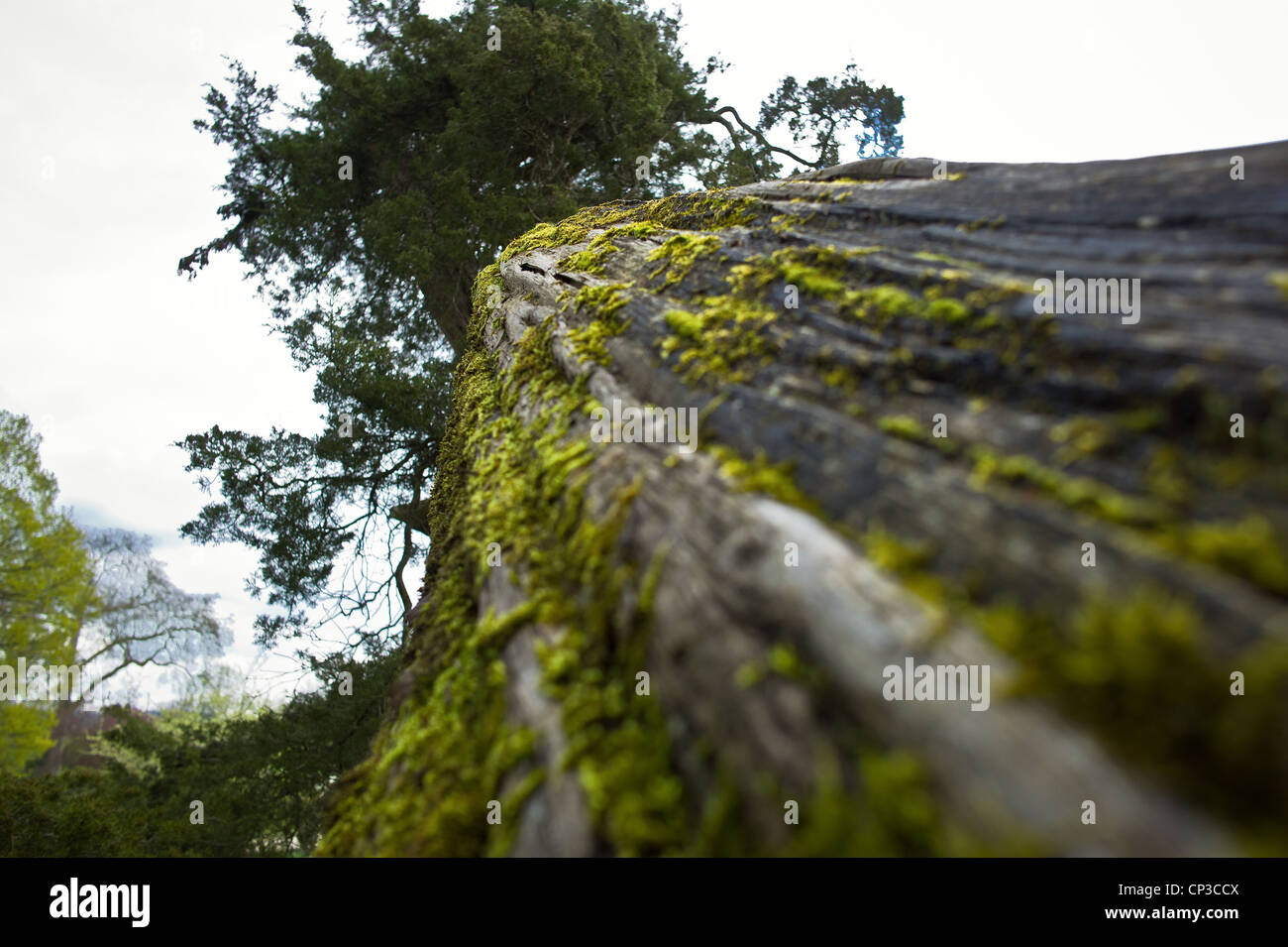 Trees of the field of Marie Antoinette, Remarkable tree Planted under ...