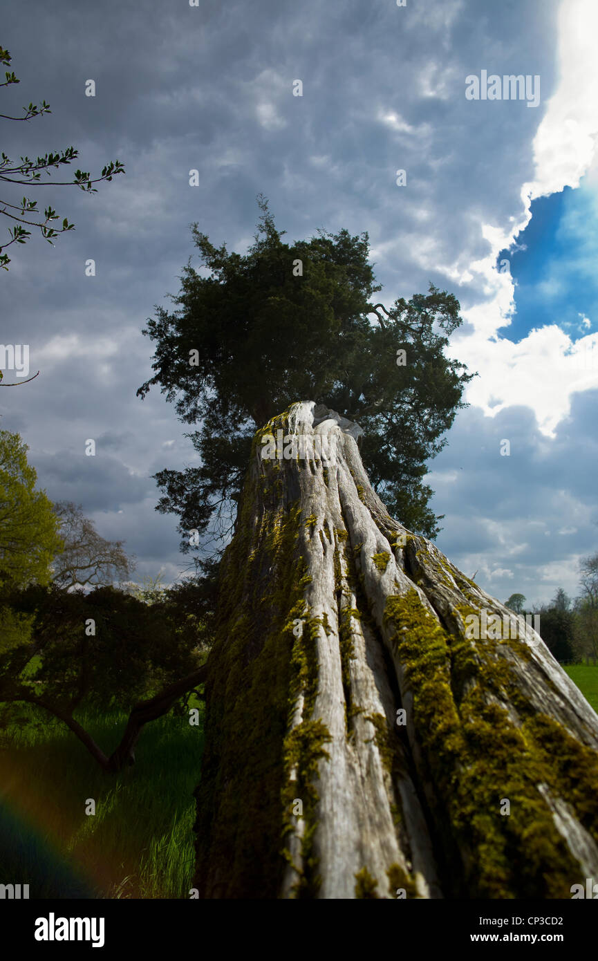 Trees of the field of Marie Antoinette, Remarkable tree Planted under ...