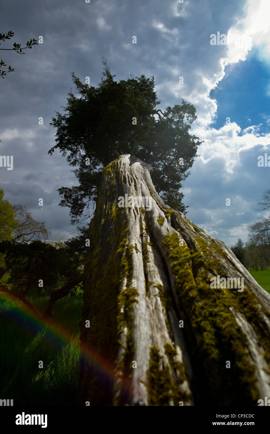 Trees of the field of Marie Antoinette, Remarkable tree Planted under ...