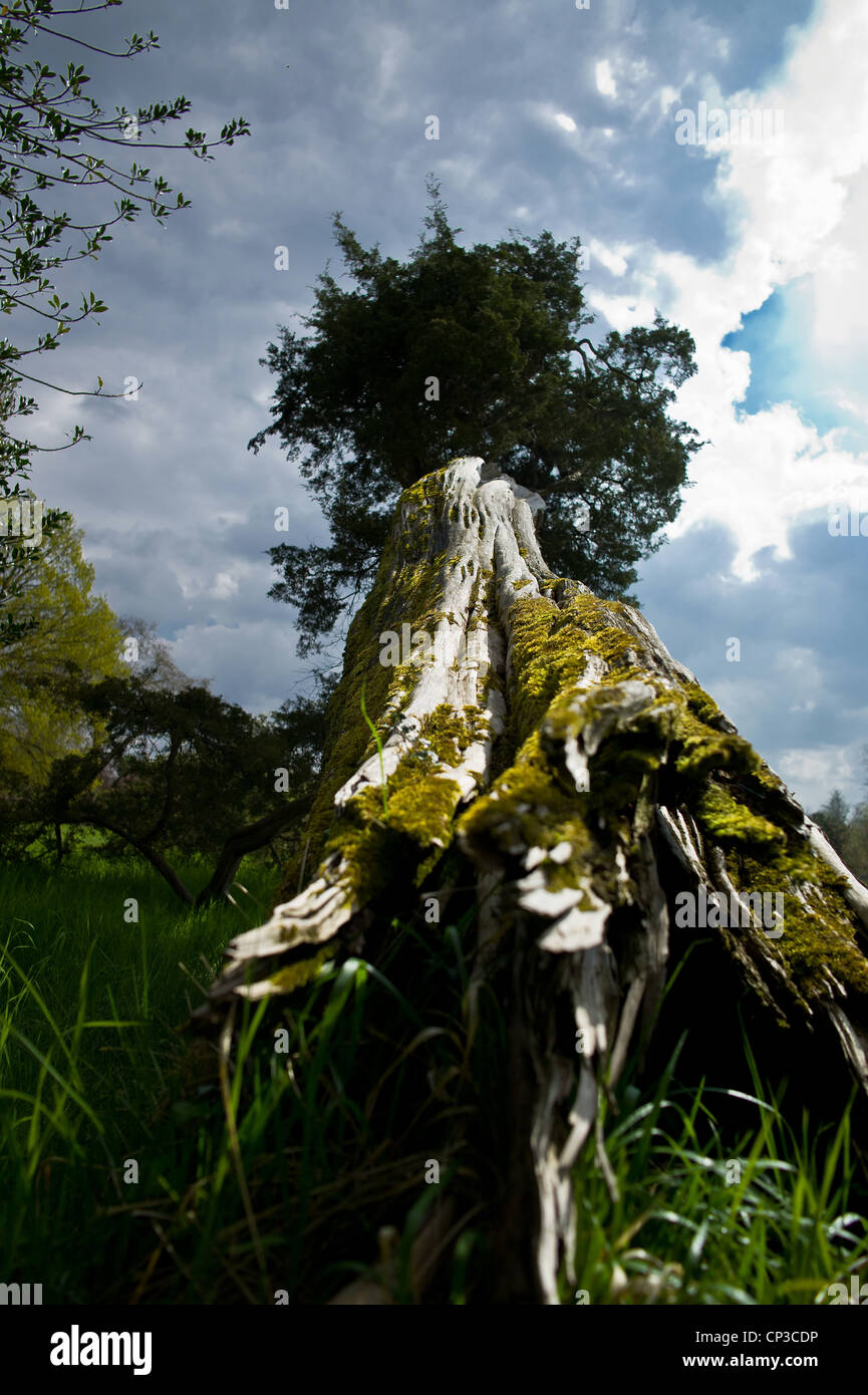 Trees of the field of Marie Antoinette, Remarkable tree Planted under ...