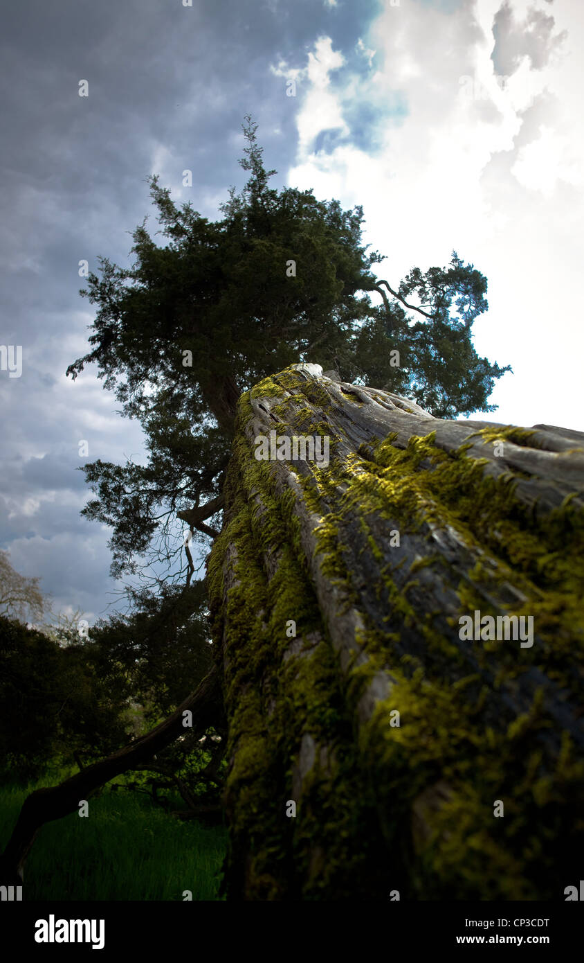 Trees of the field of Marie Antoinette, Remarkable tree Planted under ...